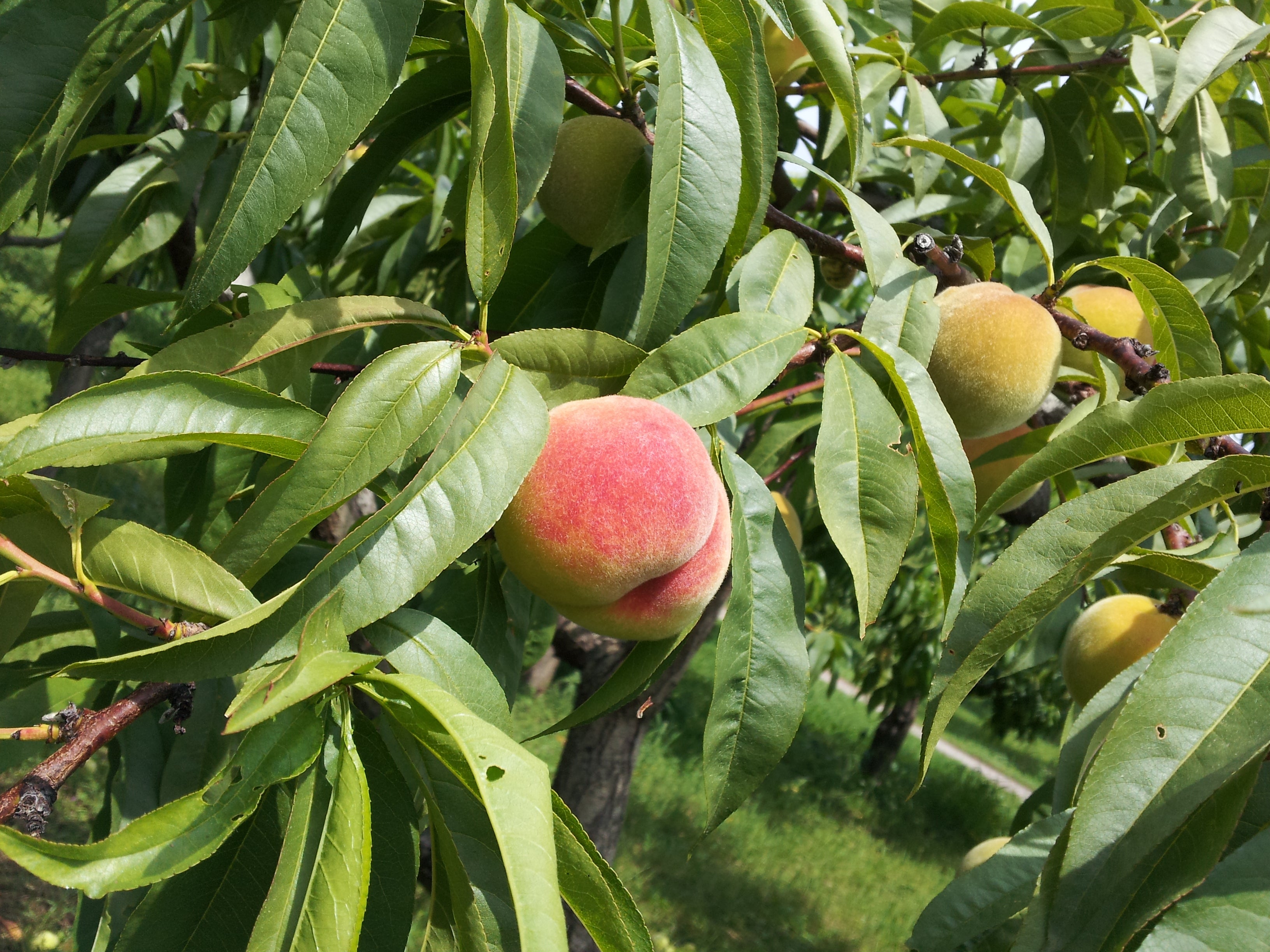 Prunus persica - Peach Tree – GrowerCoach.com