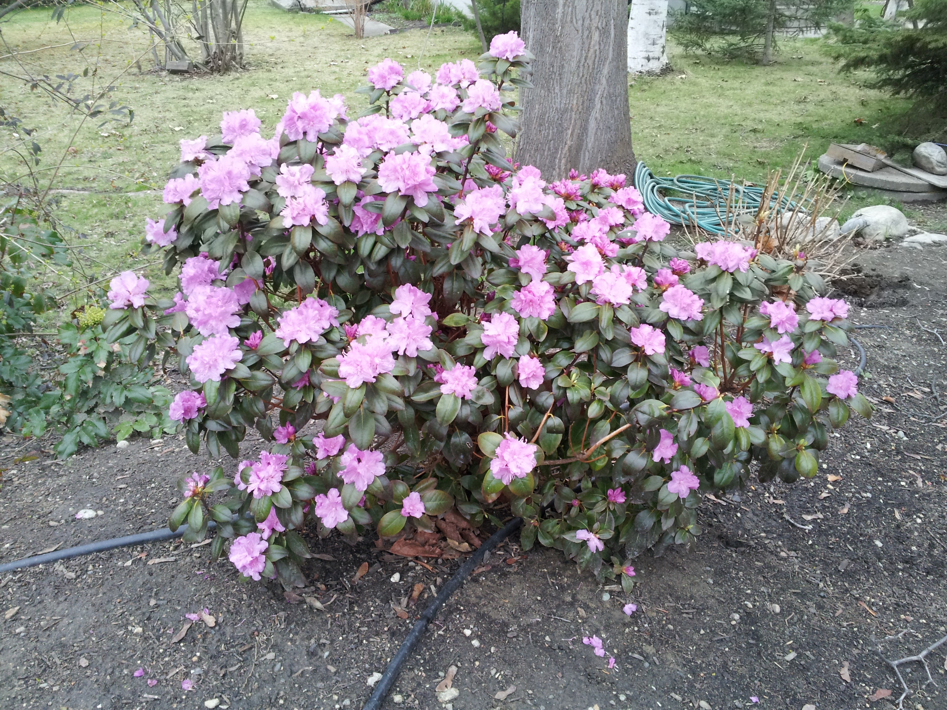 PJM Rhododendron – GrowerCoach.com