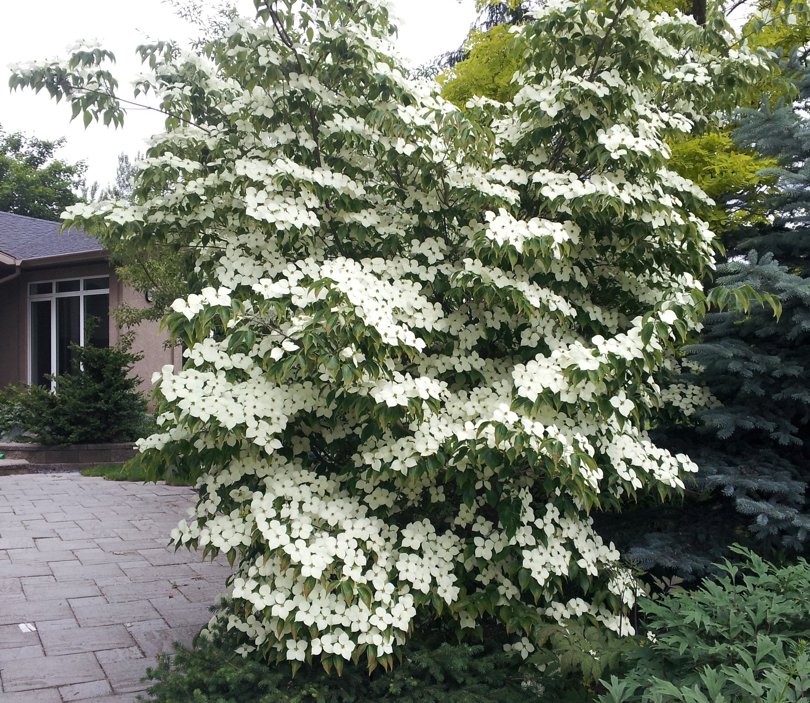 Cornus kousa - Kousa Dogwood – GrowerCoach.com