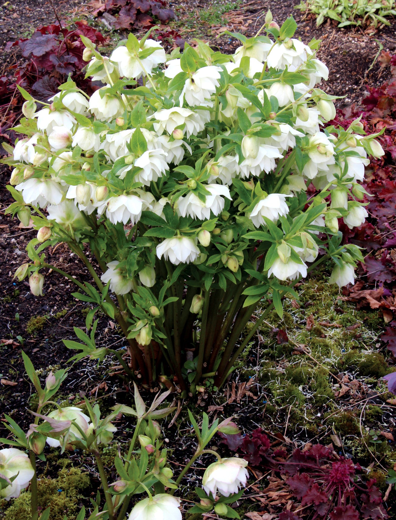 Helleborus Winter Jewel ™ Series ‘Sparkling Diamond’ Hellebore ...