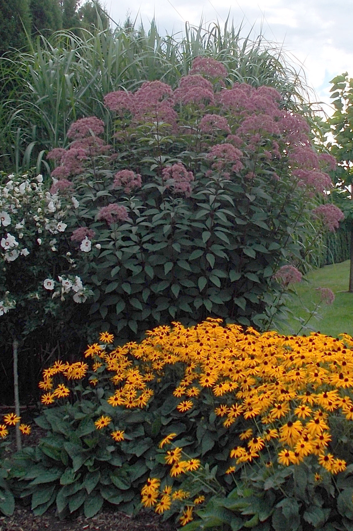 Joe-Pye Weed – GrowerCoach.com