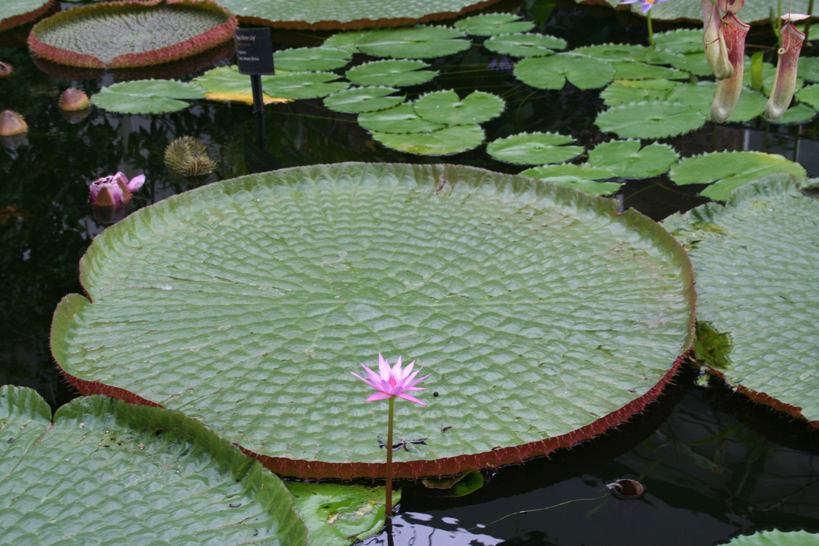 Victoria amazonica – GrowerCoach.com